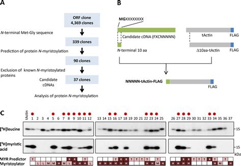 Selection Of Candidate Cdna Clones Encoding Human N Myristoylated Download Scientific Diagram