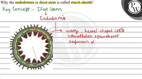 Why The Endodermis In Dicot Stem Is Called Starch Sheath Mathr Youtube