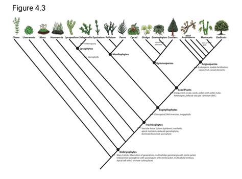 Solved Figure 4 3 Chara Liverworts Moss Hornworts Lycopodium