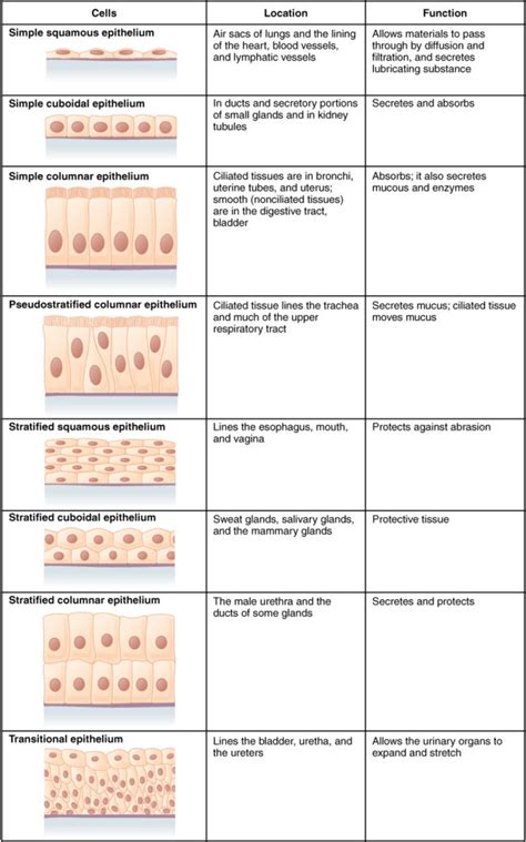 Histology Epithelial Tissues Worksheet Anatomy Biology Classful Worksheets Library