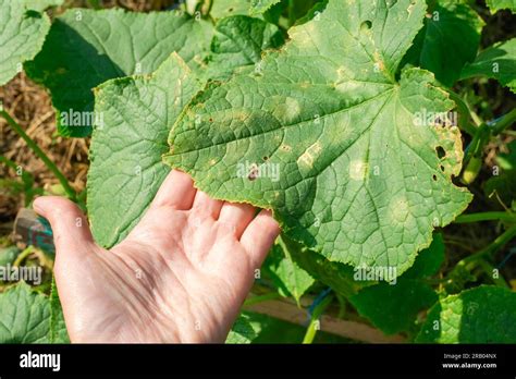 A Gardener Examines A Diseased Cucumber Leaf Cucumber Mosaic Spot A Viral Plant Disease Stock