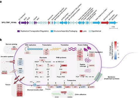 上海交大蹇华哗研究组揭示全球转座噬菌体多样性及生态功能 交大智慧 上海交通大学新闻学术网