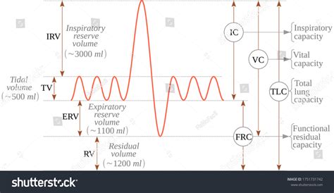 Simple Spirometry Simple Test Used Diagnose 库存矢量图（免版税）1751731742 Shutterstock