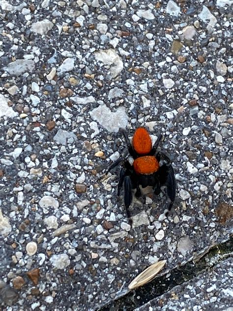 Found A Very Pretty Spoder Its The First Jumper Ive Encountered That Wasnt Scared Of My Hand