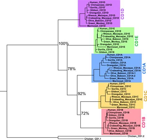 Conservation Of The Cd1 Primate Locus Primate Cd1 Homolog Sequences Download Scientific
