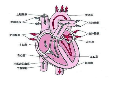 10 2 2血液循环《血管和心脏》蒋功敏word文档在线阅读与下载免费文档