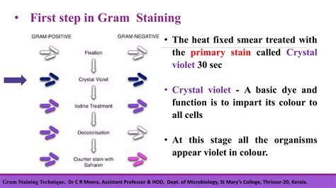 Gram Staining Technique Pptx
