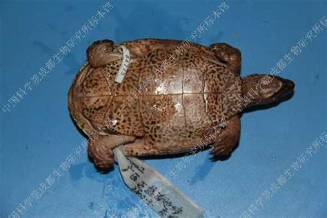 四眼斑水龟 Sacalia quadriocellata 物种库 国家动物标本资源库