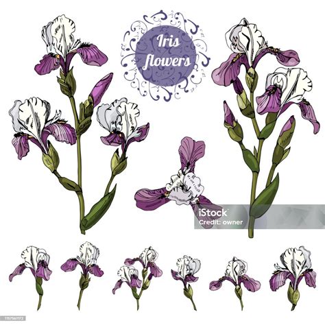 점단과 홍채 꽃의 단일 싹 손으로 그린 잉크와 컬러 스케치 흰색 배경에 격리 된 색상 요소의 컬렉션입니다 꽃 식물에 대한 스톡