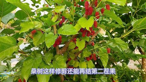 如何才能让桑树结2茬果这样修剪1年能结2到4次果简单易学 家居 园艺 好看视频