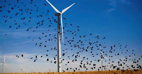 Mitigation Of Bird Collision Kab Ecology