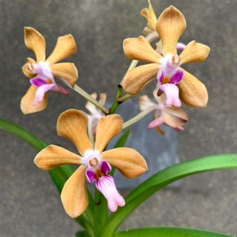 Jual Bumi Orchids Vanda Falcata X Vanda Denisoniana X Papilionanda