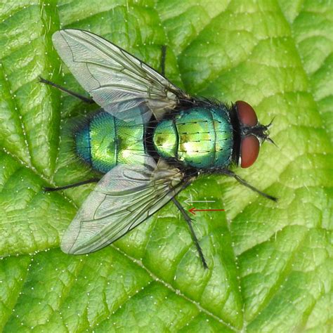 Lucilia Sericata Naturespot