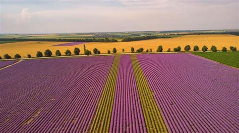 Златна Добруджа