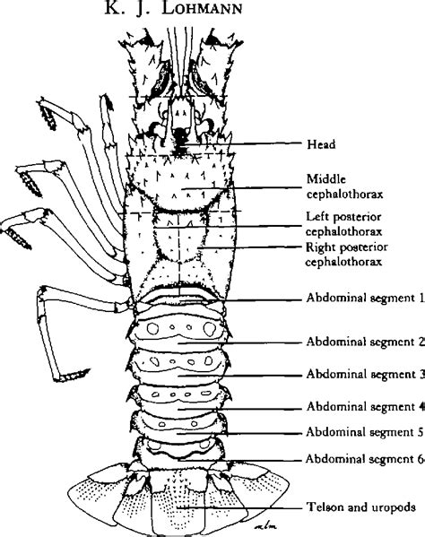 Cephalothorax Lobster