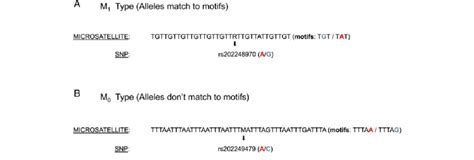 Imperfect Microsatellites With M 1 And M 0 Snp Alleles A The M 1