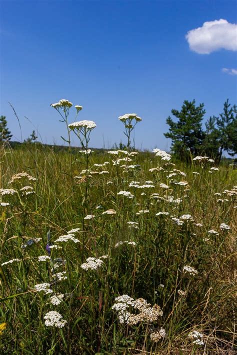 Yarrow Common Flowers Of A Medicinal Plant Raw Materials For The