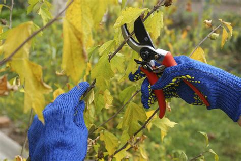The Essentials Of Tree Pruning What Every Homeowner Should Know