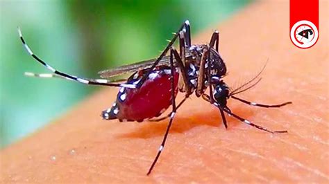 ডেঙ্গুতে আরও ৩ জনের মৃত্যু কালবেলা