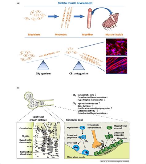 Endocannabinoid Signaling At The Periphery 50 Years After Thc Trends