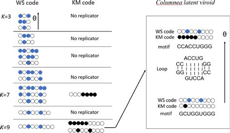 Replicator Transmitted Patterns For Different Codes Ordered According