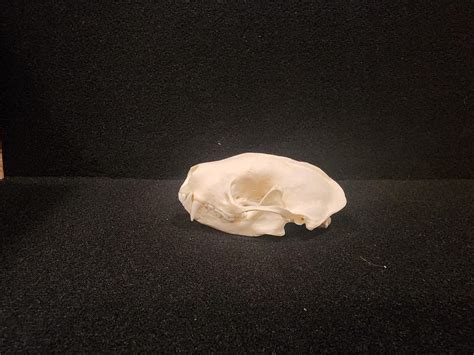 Mephitis Mephitis Striped Skunk Skull Grade A Etsy