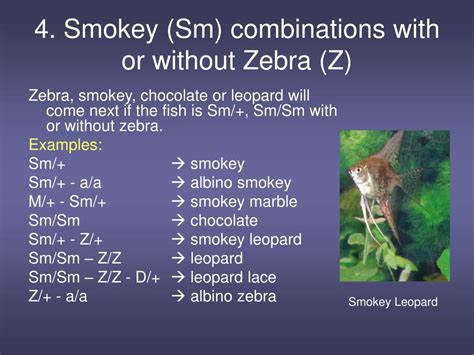 PPT TAS Angelfish Naming Conventions Part 2 Phenotype Names PowerPoint Presentation ID 3739405