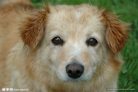 狗摄影图 家禽家畜 生物世界 摄影图库 昵图网