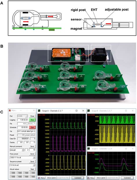 A Novel Bioreactor Enables Stretch Conditioning Under Enhanced