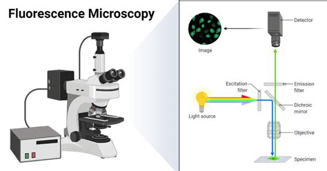 Light Microscope Principle Types Parts Diagram