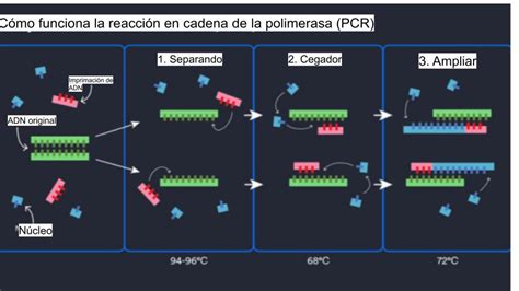 Cómo Funciona La Reacción En Cadena De La Polimerasa Pcr