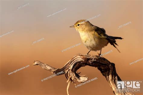 Adult Willow Warbler Phylloscopus Trochilus Perched On A Tree Stock