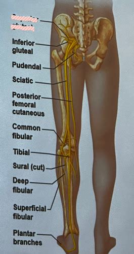 The Sacral Plexus Labeling Flashcards Quizlet