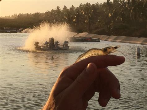 Larval Shrimp Nutrition A Review Responsible Seafood Advocate