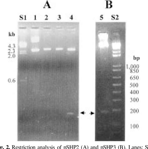 Figure 2 From Construction Of A Bioluminescent Reporter Using The Luc Gene And Meta Cleavage