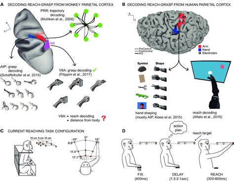 Decoding Reach Grasp Action From Parietal Cortex And Task Paradigm A Download Scientific