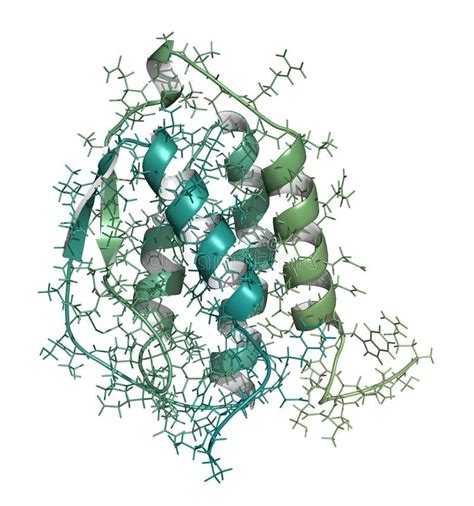 Granulocyte Macrophage Colony Stimulating Factor Gm Csf Molgramostim Sargramostim Molecule