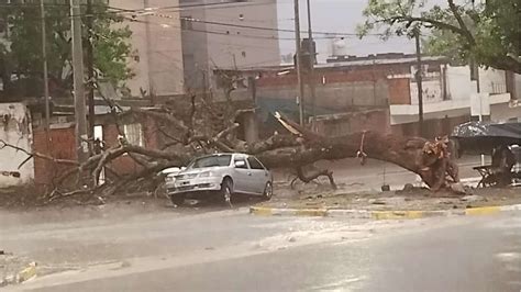 Temporal Un árbol Cayó Sobre Un Auto Y El Conductor Se Salvó De Milagro