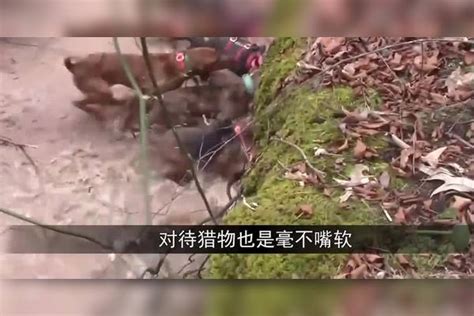 三只不要命的猎犬，悬崖边捕猎一头美洲狮，下场让人唏嘘！美洲狮悬崖猎犬