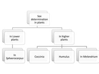 Sex Determination Ppt