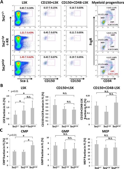 Characterization Of Hsc Hpc And Myeloid Progenitor Fractions In