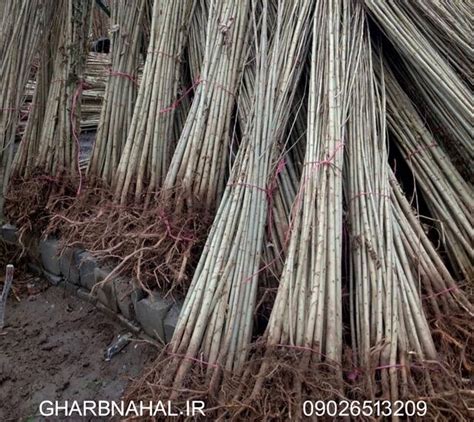 اگر قصد دارید به درآمد برسید، شروع به کاشت نهال صنوبر کنید همشهری آنلاین