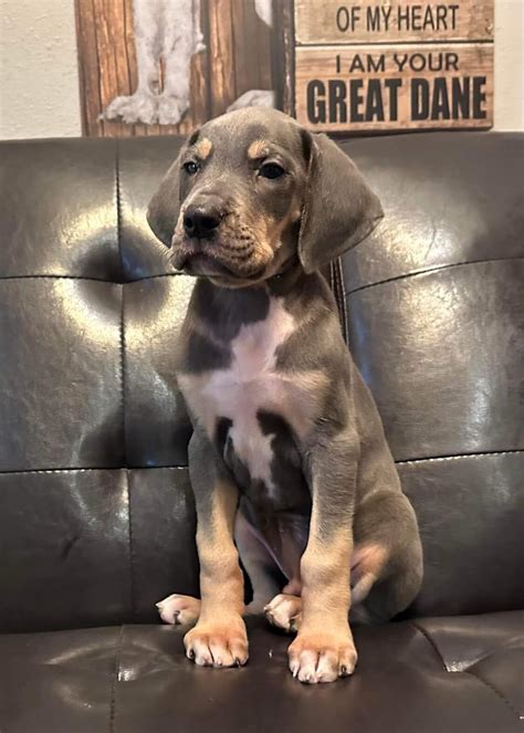 Akc Blue Tanpoint Male Great Dane Great Dane Puppies For Sale In