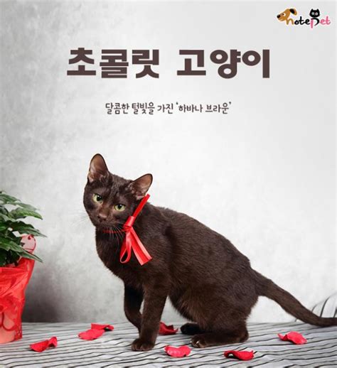 초콜릿 고양이