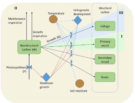 Model Structure State Variables Are Shown In Green Rectangles And Download Scientific Diagram