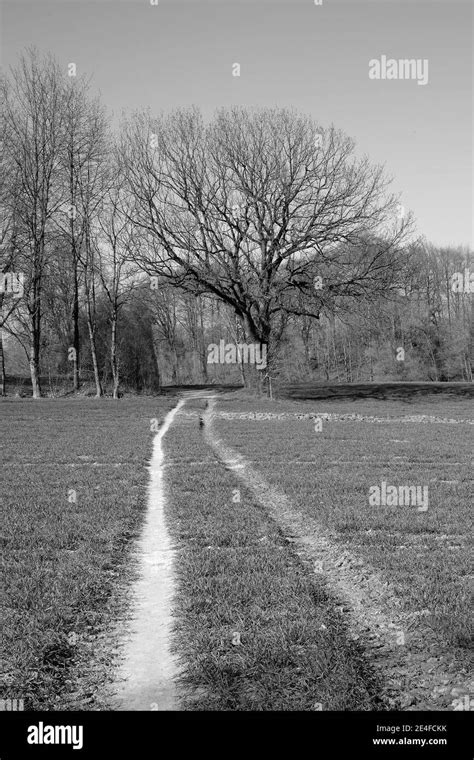 Vertical Grayscale Shot Of A Grass Field With Vehicle Traces Stock