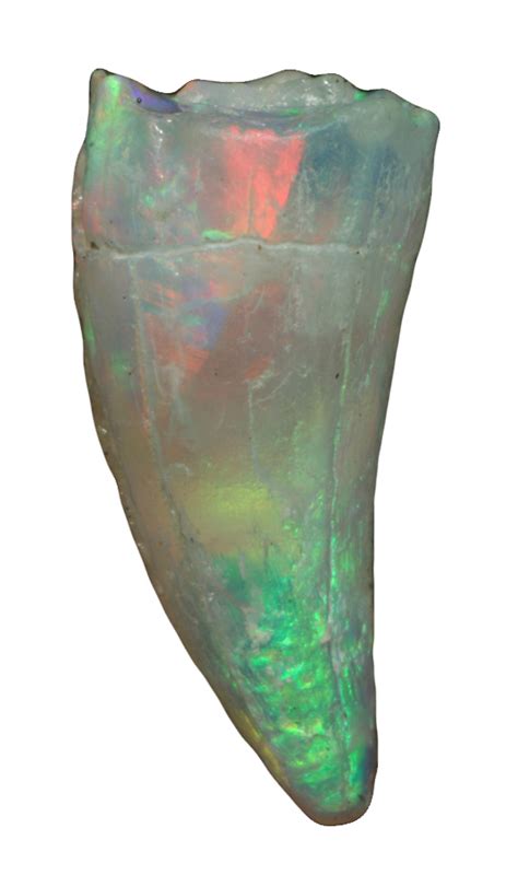 Opalized Fossils A Glimpse Into Australias 100 Million Year Old Past