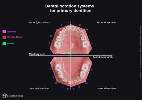 Tooth Numbering System Palmer