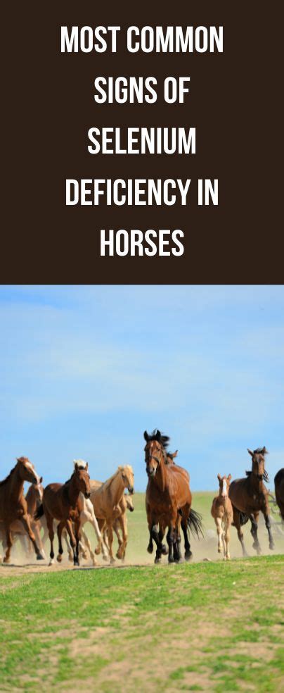 Most Common Signs Of Selenium Deficiency In Horses Artofit Most Common Signs Of Selenium Deficiency In Horses Artofit