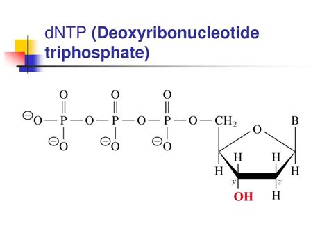 Ppt 1 Dna Extraction Powerpoint Presentation Free Download Id